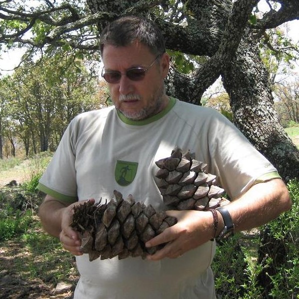Pi blau / Pino azul (Pinus maximartinezii) un árbol singular, escasísimo pero sobretodo ...