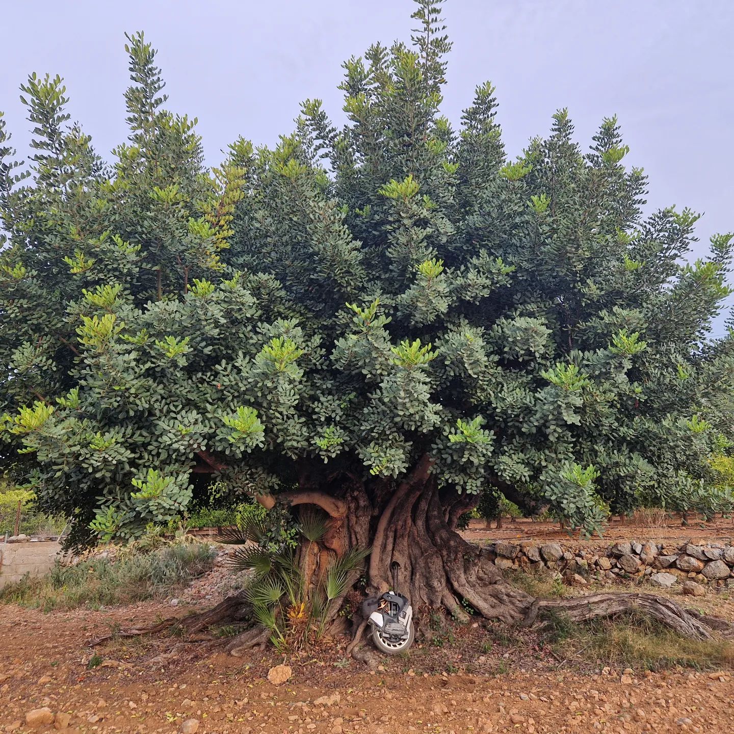 AMICS DE PALANQUES | Blog de la O.N.G.D AMICS DE PALANQUES (ADP)